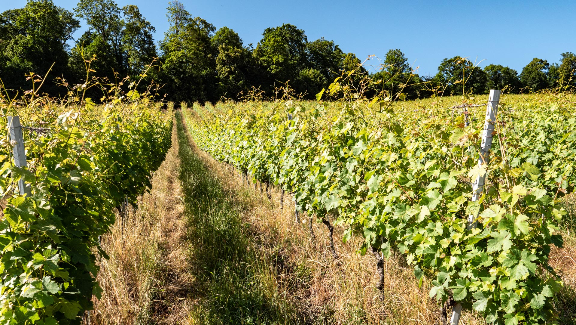 L’Amour des Trois Oranges et L’Amour du Vin. – Un boricua en Suiza